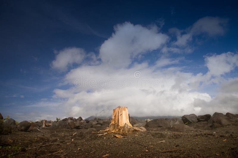 Chopped tree stock photo. Image of environmental, deforestation - 5026828