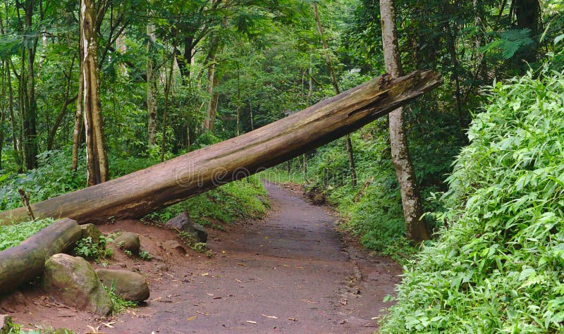 Chopped Tree in the Middle of Foot Path Stock Image - Image of chop ...