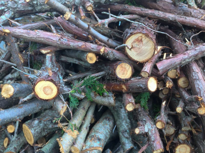 Chopped tree branches stock image. Image of nature, shape - 124896697