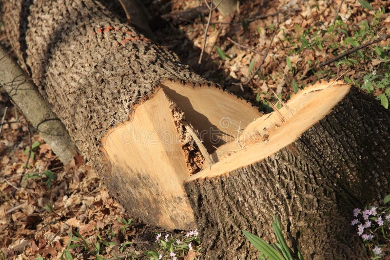Chopped tree in a forest stock photo. Image of landscape - 24320022