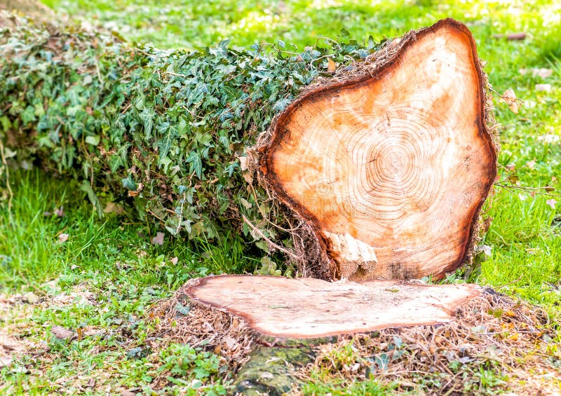 Chopped Tree in the Forest. Stock Image - Image of rings, ecology: 70776491