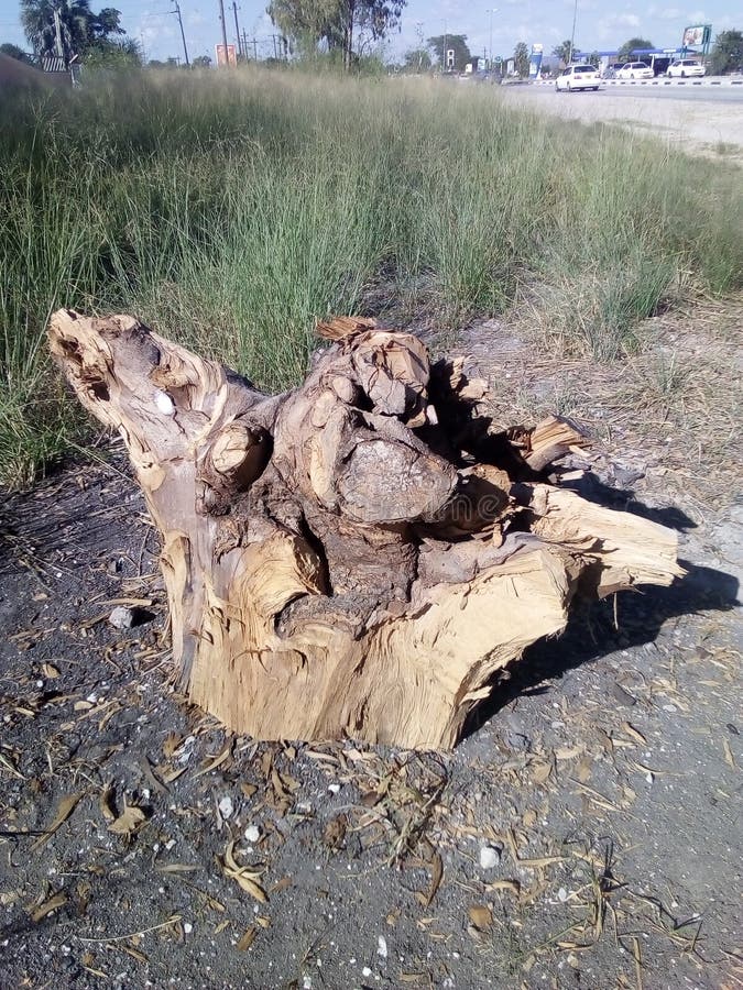 Chopped tree garden stock photo. Image of sculpture - 179290242