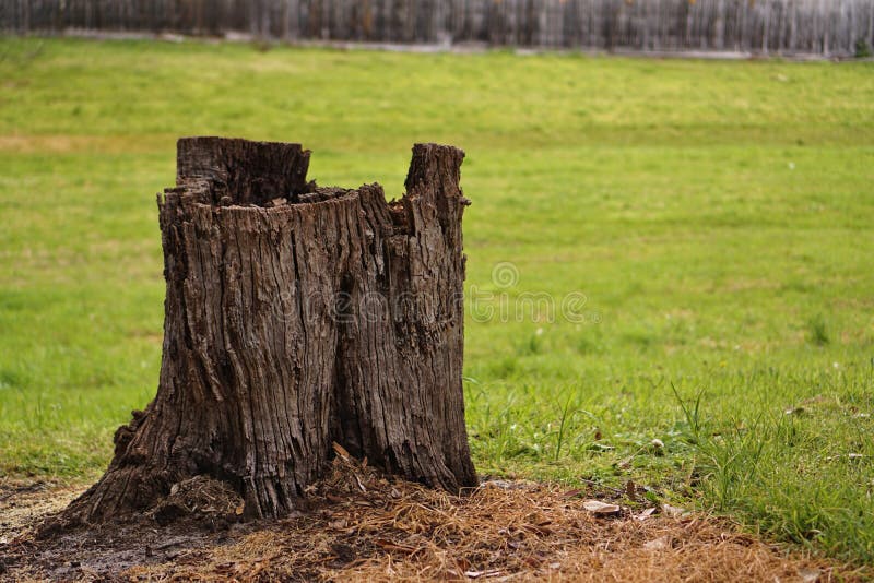 Chopped Tree in Green Grass Field Stock Photo - Image of concept ...