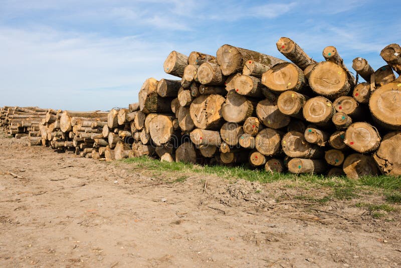 Chopped tree logs stock image. Image of forestry, freshly - 55860213