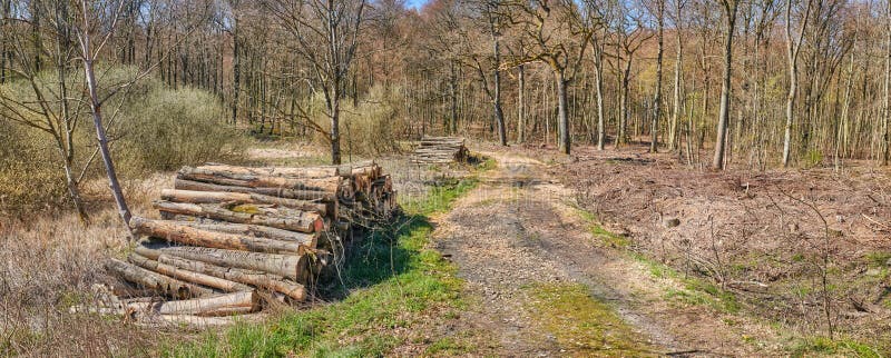 Tree Stumps Stacked in a Lumber Mill Outside in a Cultivated Pine ...
