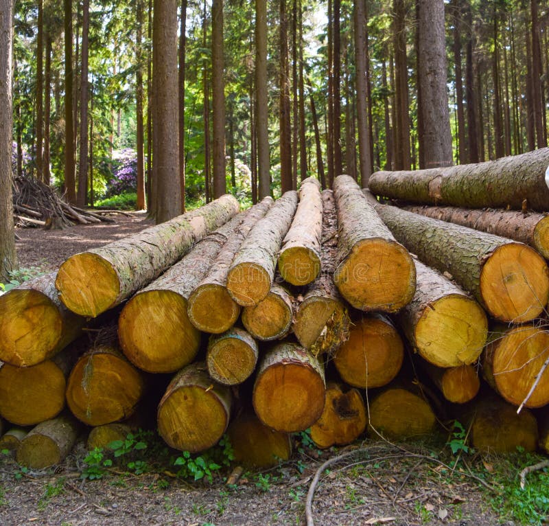 Chopped trees in a forest stock image. Image of stacked - 213078821
