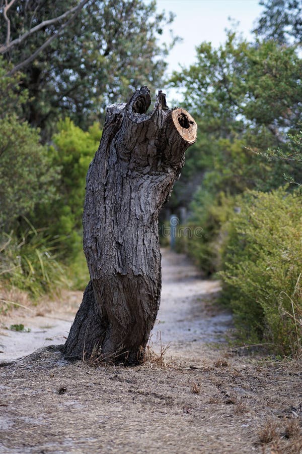 Chopped Tree in the Middle of Foot Path Stock Image - Image of chop ...