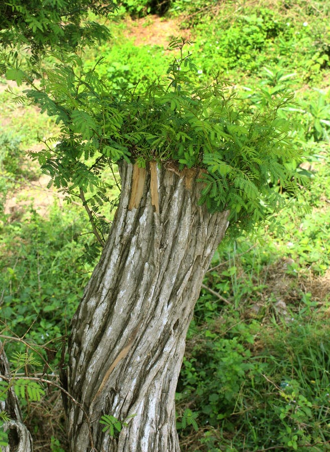 Chopped tree regrowing stock photo. Image of natural - 109451052