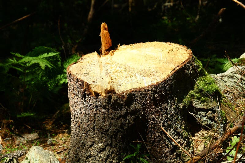 Chopped tree stock image. Image of forest, evergreen - 154260313