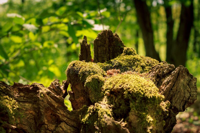 Chopped Tree Root with Moss Stock Photo - Image of slash, disaster ...