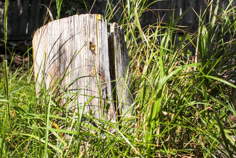 Chopped Tree Stump in the Grass Stock Image - Image of wilderness ...