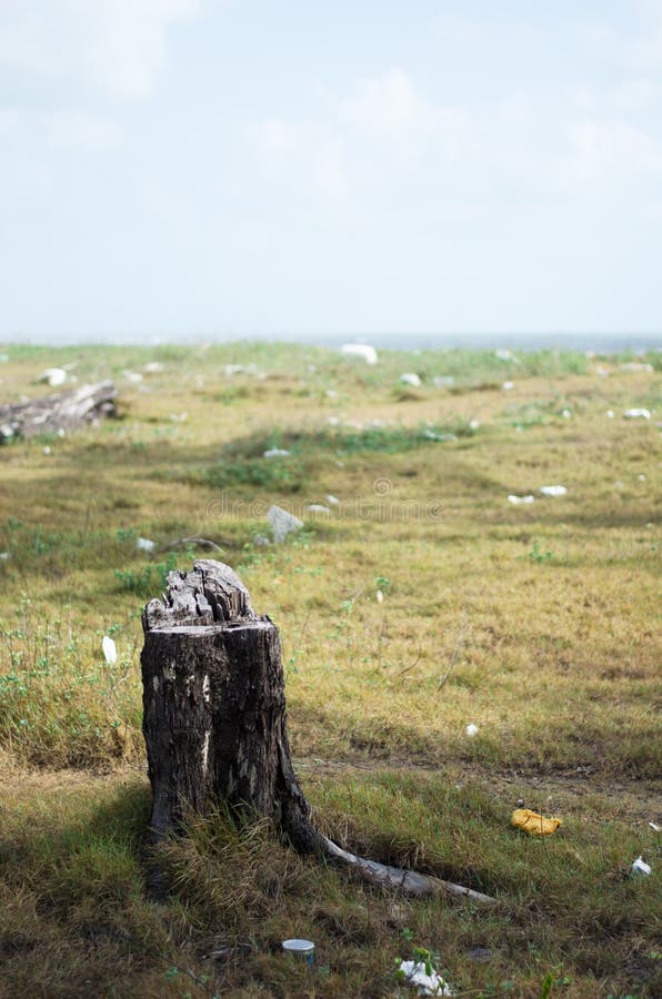 Chopped Tree with Trash Nature Abuse Stock Photo - Image of ...