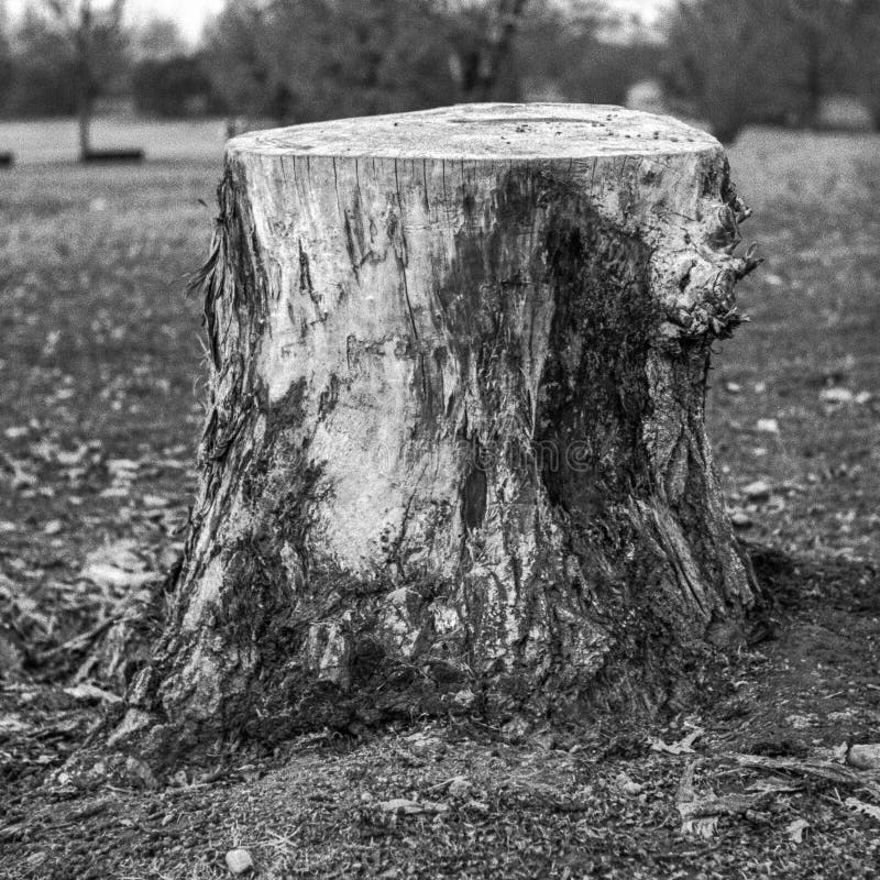 Chopped tree stock image. Image of tree, life, planet - 42443995