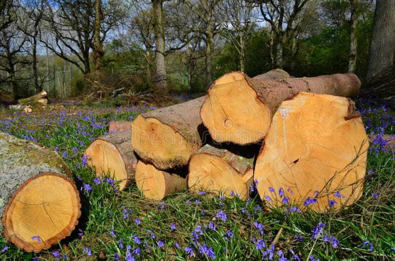 Chopped Tree Trunks in Forest. Stock Photo - Image of stacked ...