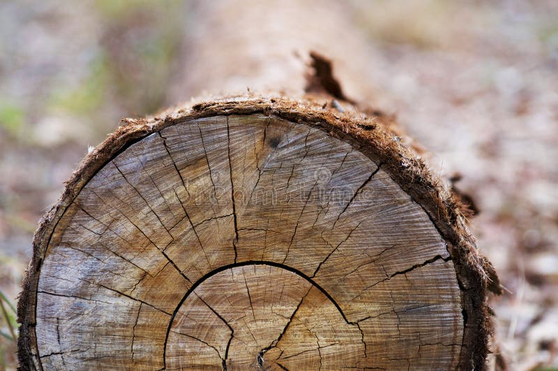 Chopped Tree Wood Cross Section Stock Image - Image of close, slice ...