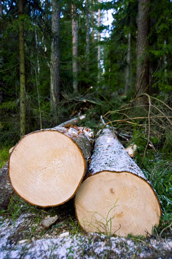 Chopped tree stock photo. Image of wooden, circle, structure - 12410304