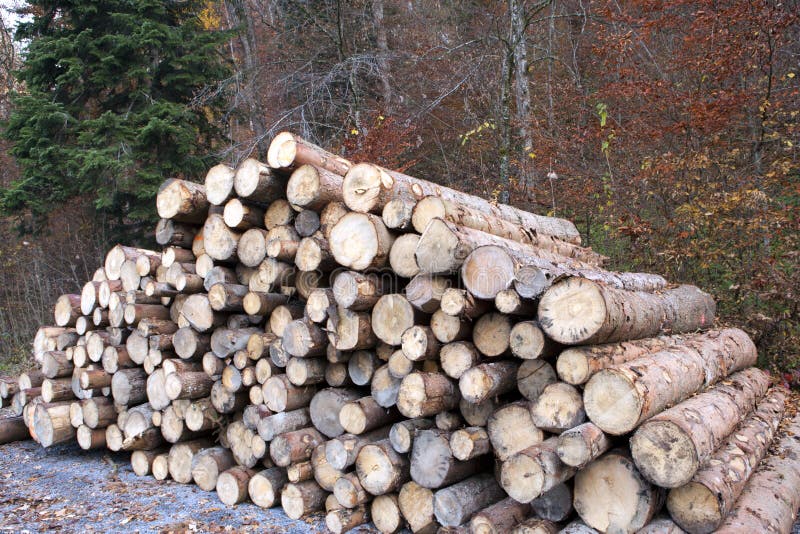 Chopped trees stock image. Image of forest, chop, fire - 22419875