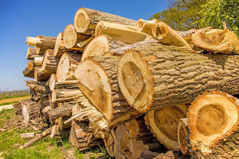 Chopped trees stock photo. Image of fell, firewood, material - 53372146