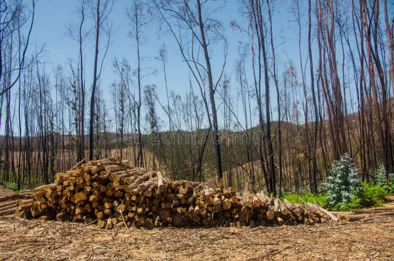 Chopped Trees stock photo. Image of nature, rural, industry - 119819180