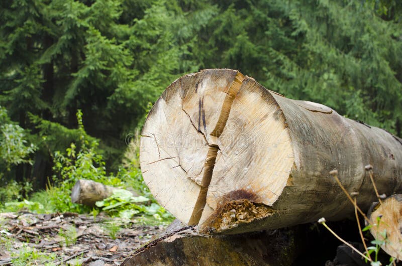 Chopped trees stock image. Image of forests, annual, chop - 42880947
