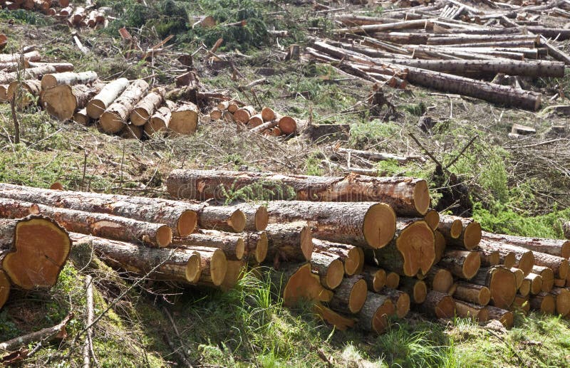 Chopped Trees stock image. Image of forestry, chopped - 96737615