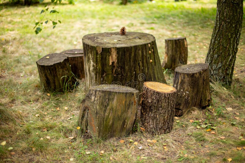 Chopped Trees in the Forest Stock Image - Image of piled, chopped ...