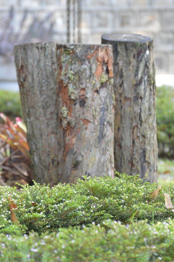 Chopped Trees in a Forest stock photo. Image of forestry - 113196096