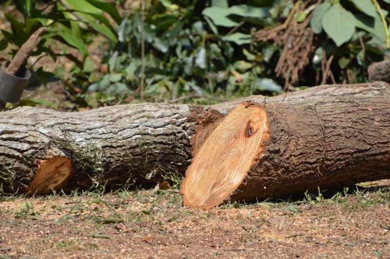 Chopped Trees in a Forest stock photo. Image of trunk - 107126458