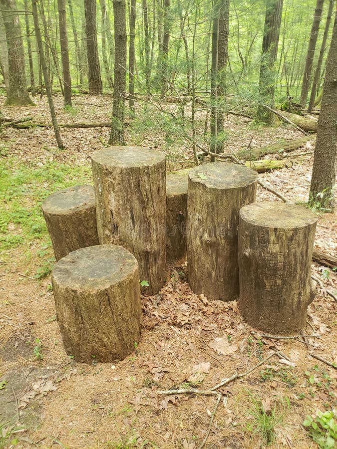 Chopped trees stock photo. Image of bright, down, detail - 4491534