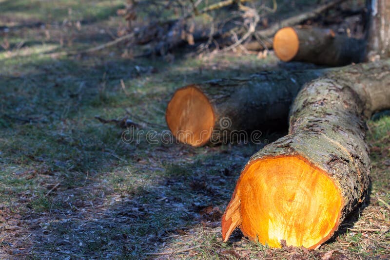 Chopped Trees Laying on the Ground Stock Image - Image of forest ...