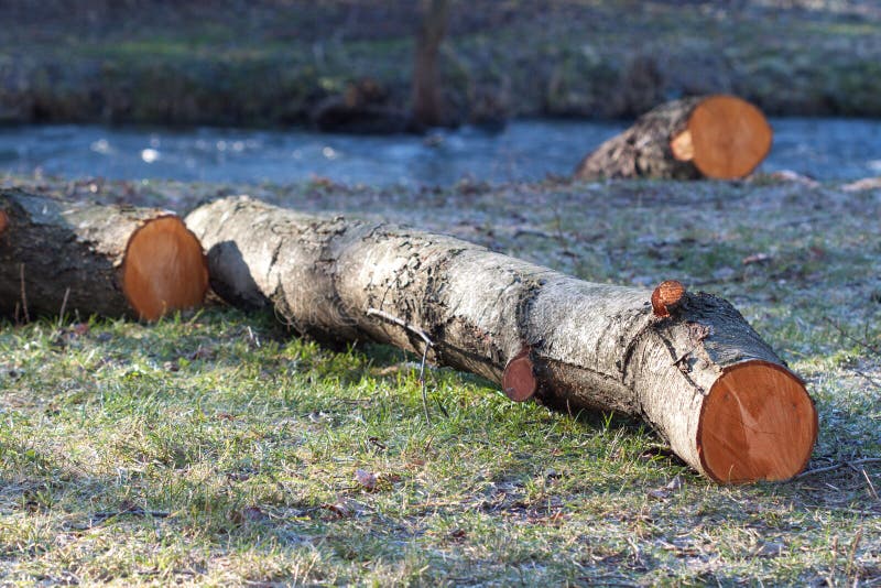 Chopped Trees Laying on the Ground Stock Photo - Image of trunk, trees ...