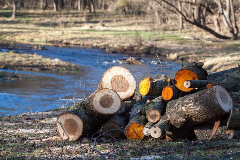 Chopped Trees Laying on the Ground Stock Image - Image of forestry ...