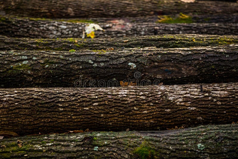 Chopped trees stock photo. Image of forests, circles - 79934512