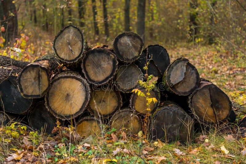 Chopped trees stock image. Image of campaign, climate - 79934905