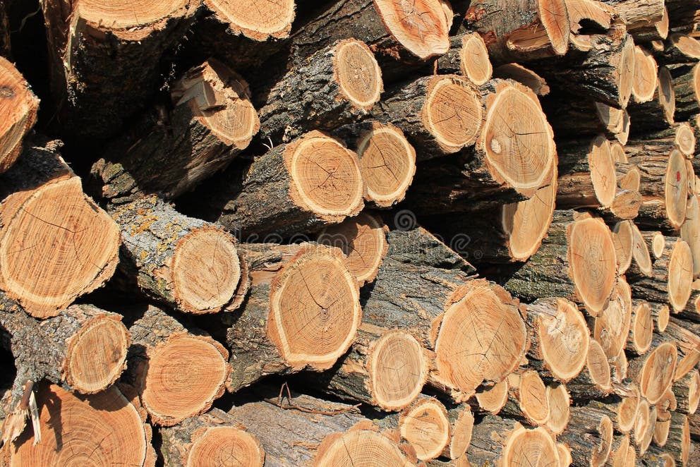 Chopped Trees Natural Wood Spring Stock Image - Image of harvest ...