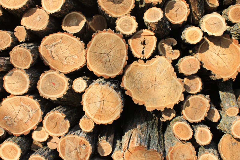 Chopped Trees Natural Wood Spring Stock Photo - Image of industry ...