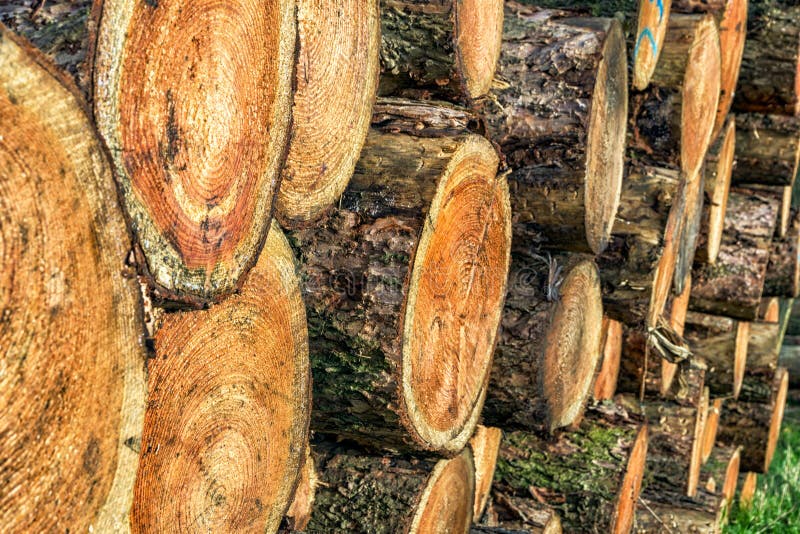 Chopped trees wood stock photo. Image of sawed, industry - 97420090