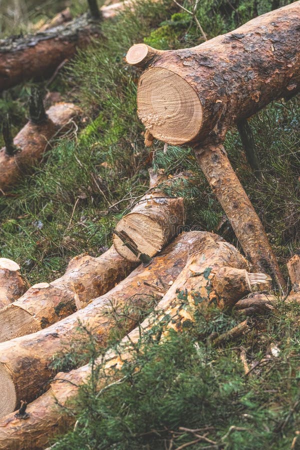 Chopped Up Tree in a Forest.. Stock Image - Image of park, texture ...