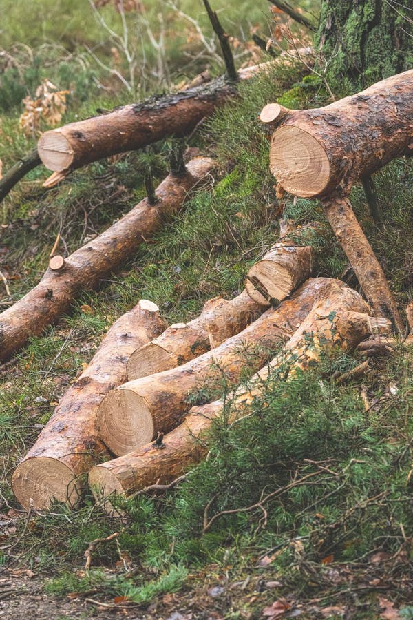 Chopped Up Tree in a Forest.. Stock Photo - Image of plant, outdoors ...