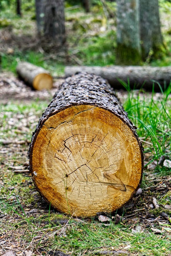 A Chopped Up Tree in the Forest Stock Image - Image of wildlife, ground ...