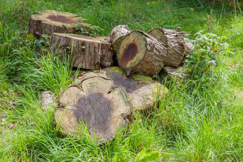 Chopped Up Tree Trunk on Grass Stock Image - Image of fallen, wooden ...