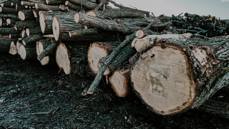 Chopped Up Trees at Lumber Yard Stock Photo - Image of branches ...
