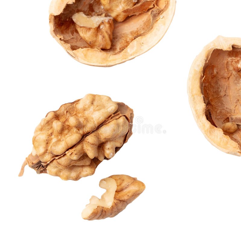 Chopped Walnut Isolated White Background Stock Illustration ...