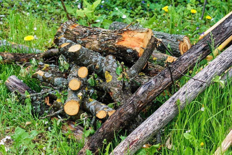 Chopped wood in the garden stock photo. Image of estonia - 216177242