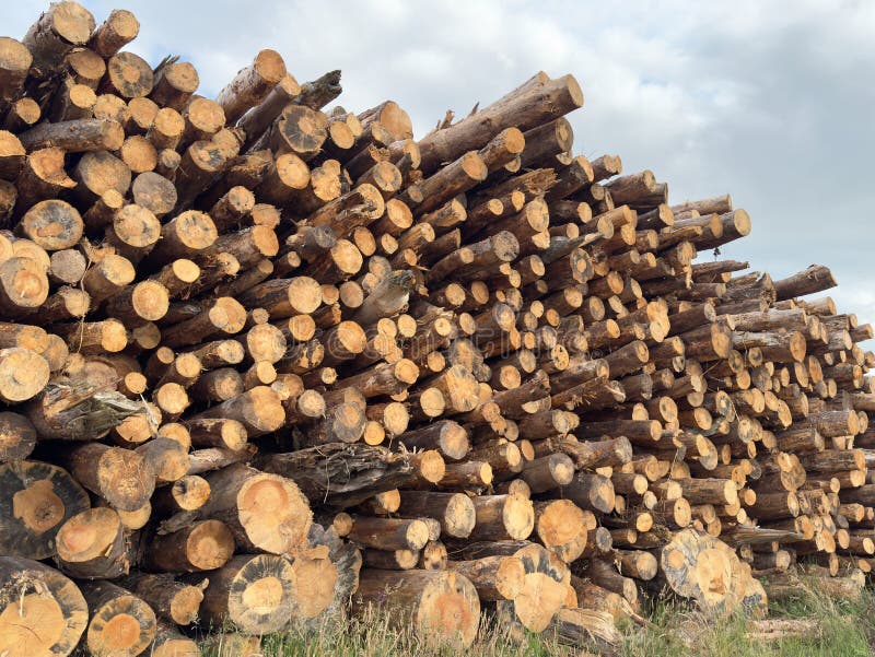 Chopped Wood Logs Stacked High from Low Angle View Stock Image - Image ...