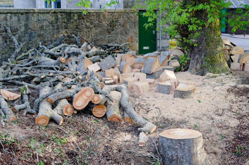Chopped Wood Logs from Tree Which Suffered Storm Damage Stock Image ...