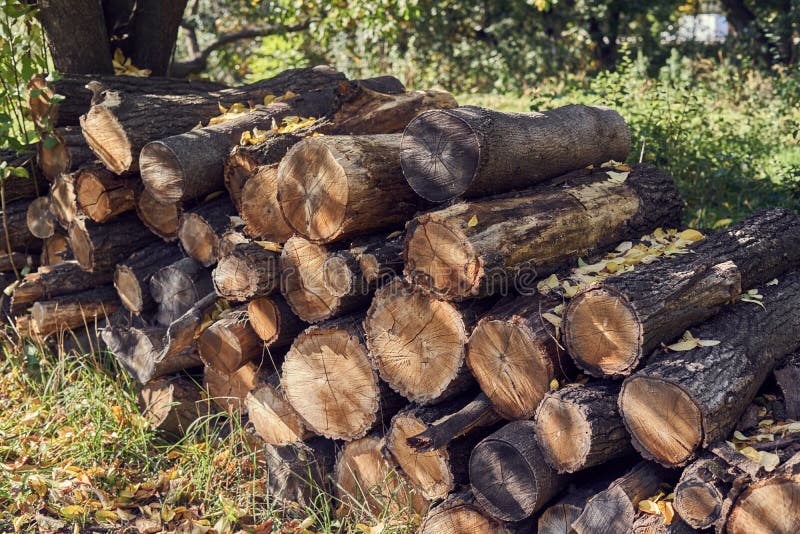 Chopped Wood in the Park, Trunks, Fallen Trees Stock Image - Image of ...