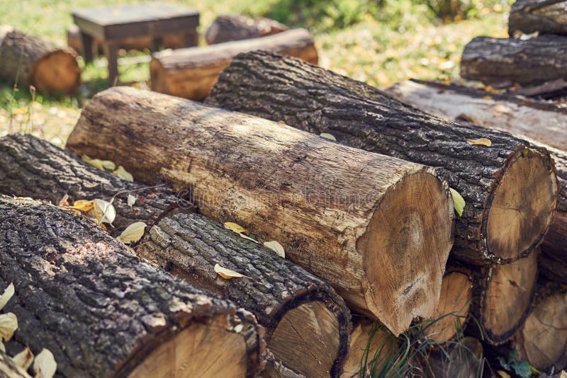 Chopped Wood in the Park, Trunks, Fallen Trees Stock Photo - Image of ...