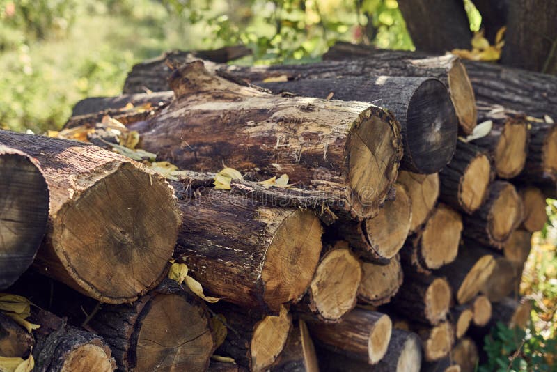 Chopped Wood in the Park, Trunks, Fallen Trees Stock Image - Image of ...