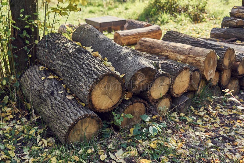 Chopped Wood in the Park, Trunks, Fallen Trees Stock Image - Image of ...
